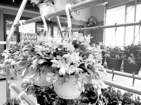 🌟 Keep The Holiday Cheer Alive With Long Lived Cacti 🎄🌵