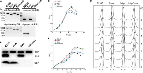 The Canonical Single Stranded Dna Binding Protein Is Not An Essential Replication Factor But An