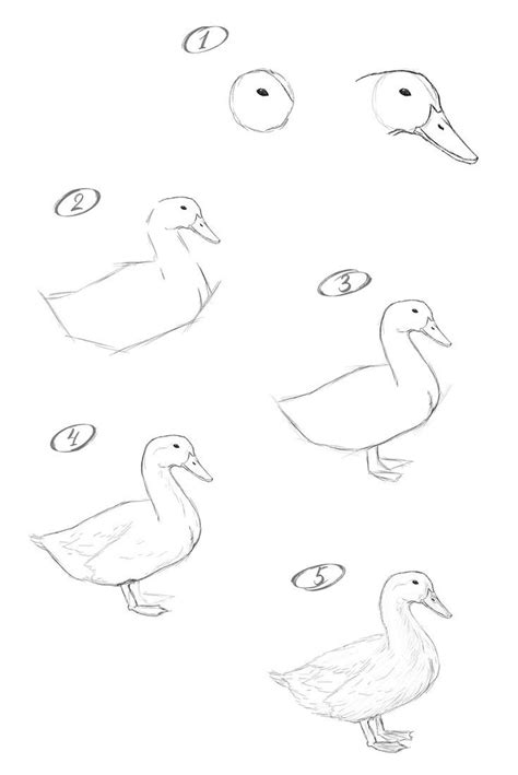 How To Draw A Duck With Pencil Step By Step Drawing Tutorial Easy