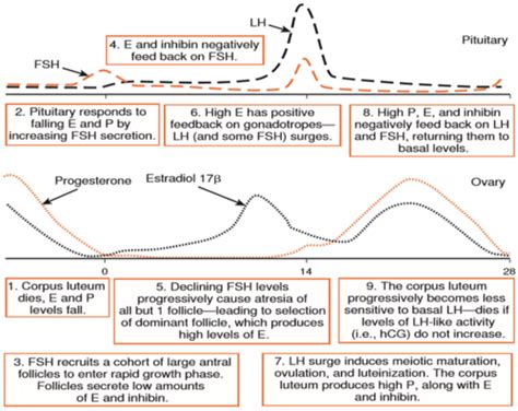 Menstrual Cycle Flashcards Quizlet