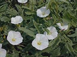 Bindweed Abounds Horfield And District Allotments