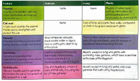 Ib Bio A2 2 Cell Structure Flashcards Quizlet