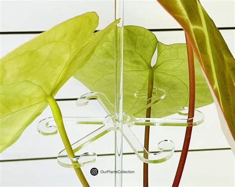 string of needles cutting string of needles plant string of things