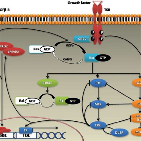 Schematic Representation The Ras Erk Pathway Its Feedback Loops And