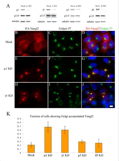 Figure 5 From A Novel Gtp Binding Protein Adaptor Protein Complex Responsible For Export Of