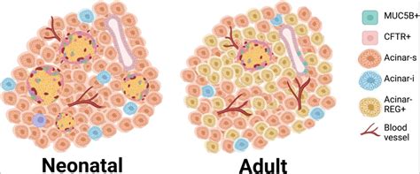 If31！单细胞转录组学为胰腺生物学和疾病提供新见解 单细胞测序网