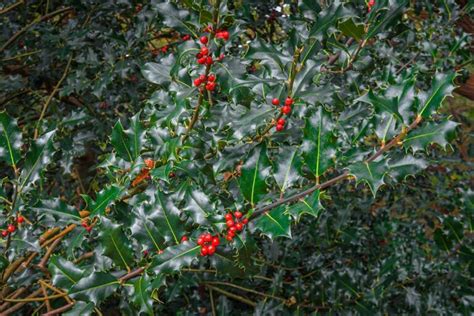 How To Grow And Care For Holly Gardeners Path