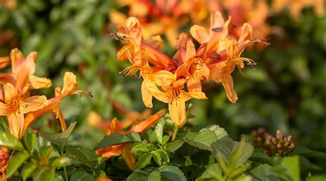 11 Vines And Climbing Plants With Orange Flowers