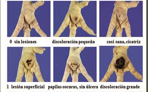 Sistemas De Evaluación Y Control De Pododermatitis Plantar En Broilers