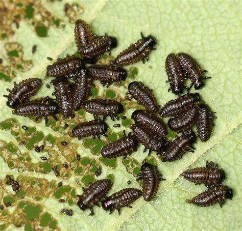 Leaf Beetle Larvae Chrysomela Bugguidenet