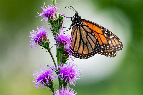 What Is The Life Cycle Of A Butterfly