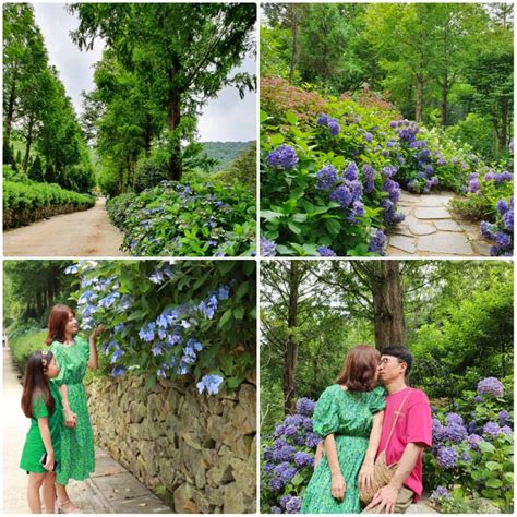 경남고성 가볼만한곳 고성수국동산 그레이스정원 네이버 블로그
