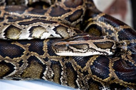 Commentary A Python In Central Florida Invasive Species Are Headed North