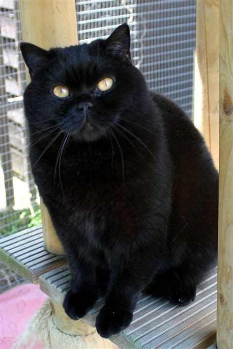 Black Classic Tabby British Shorthair Cat British Helmut British