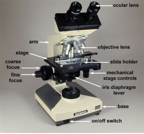 Botany Lab Flashcards Quizlet