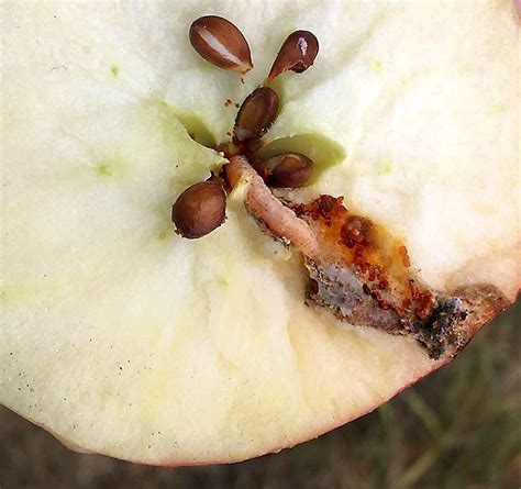 codling moth comeback good fruit grower