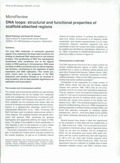 PDF DNA Loops Structural And Functional Properties Of Scaffold Attached Regions