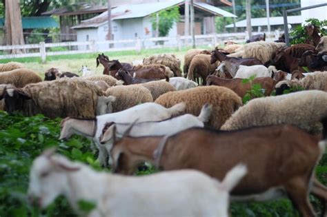 Premium Photo | Sheep and goats at farm