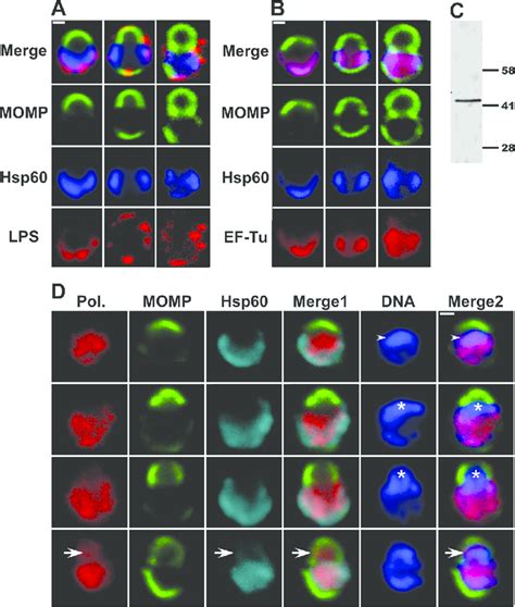 Localization Of Cytosolic And Membrane Markers During The Polarized Download Scientific Diagram