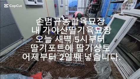 가야산딸기육묘딸기상토넣기 250620금경남거창군가조면장기리 새벽5시부터일시작 딸기상토2일째넣기 딸기전용상토하우숩