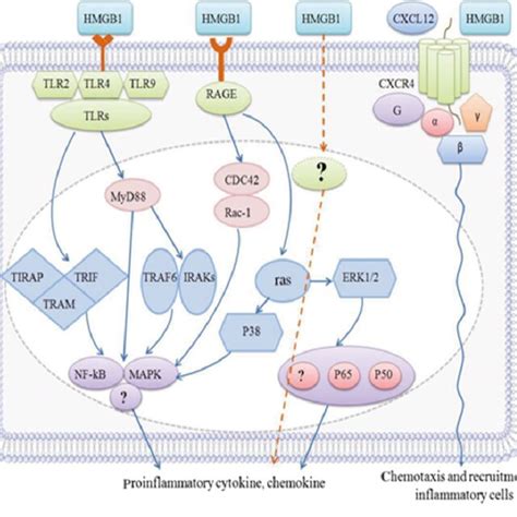 The Binding Of Hmgb1 To The Receptors And The Activation Of Downstream