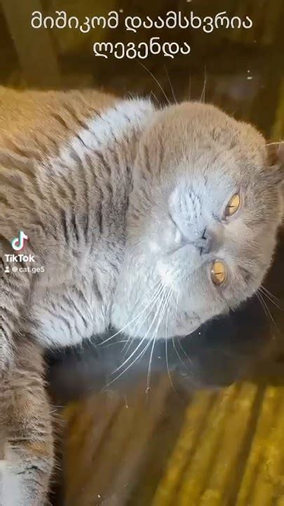 ბრიტანული კნუტები ♥️ ბრიტანულიკატა ბრიტანულიკნუტი Britishshorthair Shorts Youtube