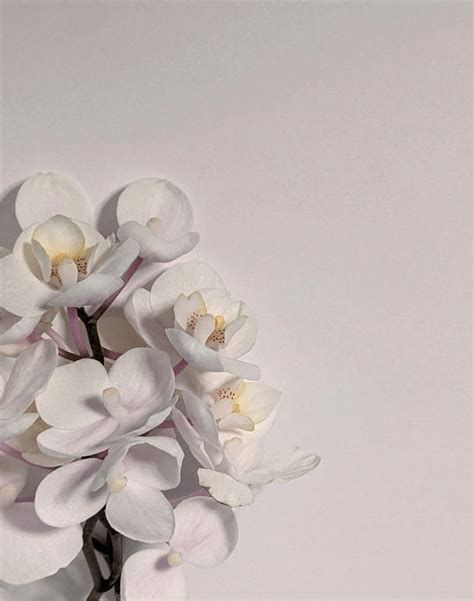 Metformin And Longevity Promising Science Or Overhyped Solution