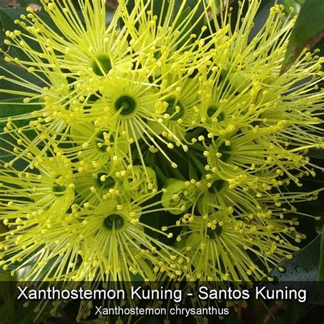 Jual Tanaman Bunga Santos Kuning Xanthostemon Chrysanthus Golden Penda Bunga Hias