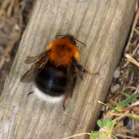 Free Images Nature Flower Wildlife Fauna Invertebrate Close Up Hornet Wasp Bumble Bee