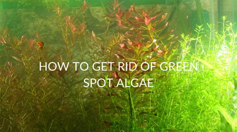 4 Ways To Get Rid Of Green Spot Algae And What Eats It
