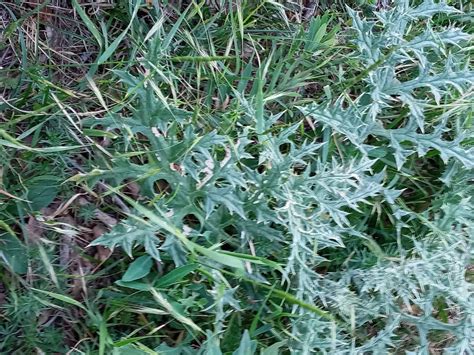 ძალიან ლამაზი ადგილია Feedc