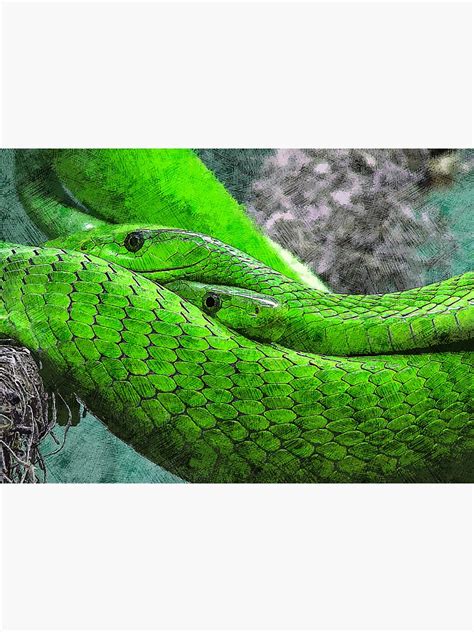 Two Emerald Green Tree Python Custom Pet Portrait Art Studio