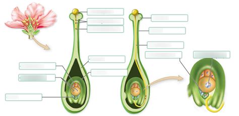 Lab 6 Angiosperms Structures Involved In Pollination And Fertilization Diagram Quizlet