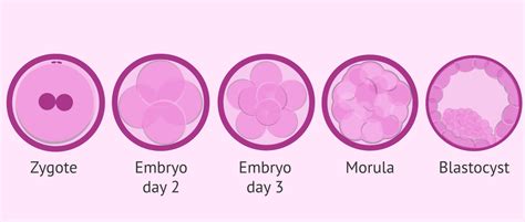 Embryo Culture In The In Vitro Fertilization Laboratory Ivf