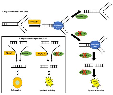 Selective Killing of BRCA2-Deficient Ovarian Cancer Cells via MRE11 ...
