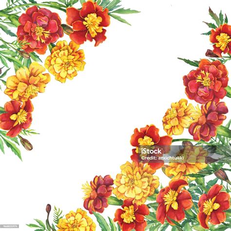 국경 꽃 레드 옐로우 메리 골드 Patula 프랑스 금 잔 화 수채화 손으로 그린 그림을 흰색 배경에 고립 된 그림 꽃 식물에 대한 스톡 벡터 아트 및 기타 이미지 Istock