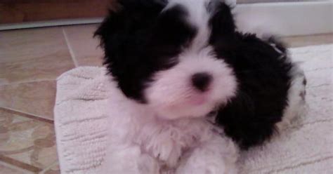 A Picture Of A Maltzu Puppy Imgur