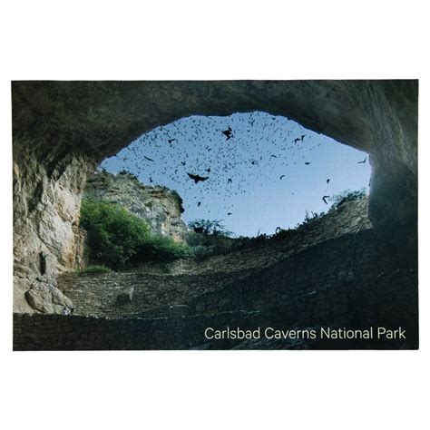Carlsbad Caverns National Park Postcard Bat Flight Capture