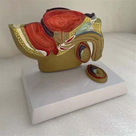 Male Pelvic Sagittal Section Anatomy Model Medical Science Teaching