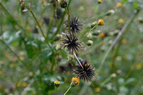 Hairy Beggar Ticks Bidens Pilosa Flowers And Seeds Asteraceae Annual
