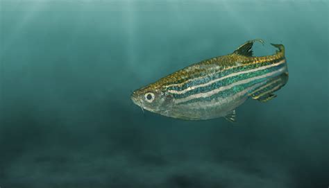 Zebrafish Olaw