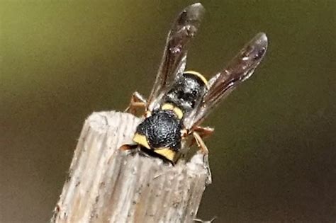 Leptochilus Republicanus Bugguidenet