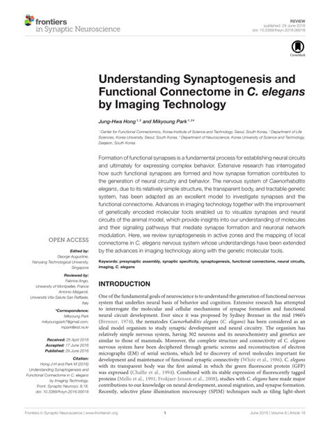 Pdf Understanding Synaptogenesis And Functional Connectome In C Elegans By Imaging Technology