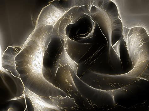 Single Black Rose Wallpaper