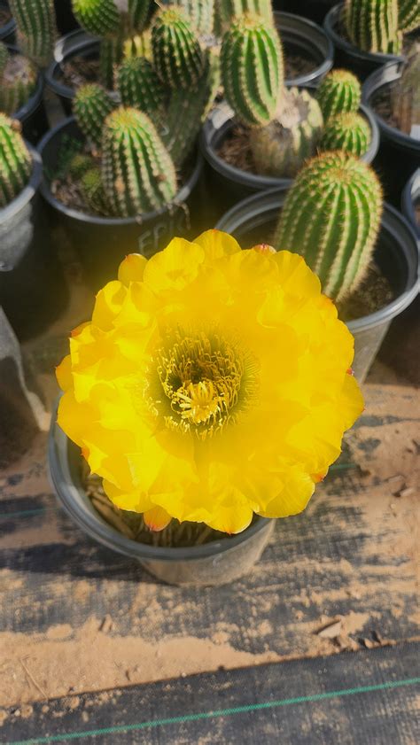 Trichocereus Dutchmans Gold Specimen 003 Arizona Cactus Sales