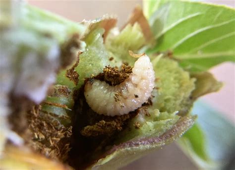 Amaranthus Stem Weevil 351