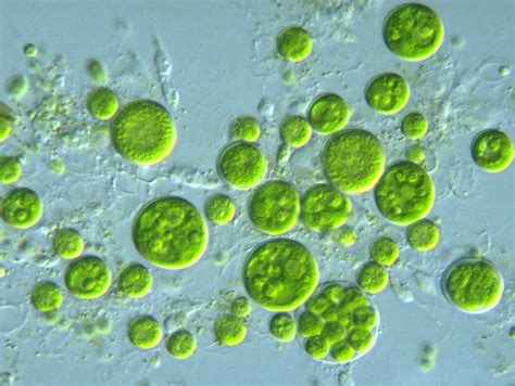 Protist Images Chlorococcum Vacuolatum