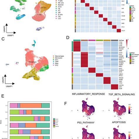 Cell Cell Interaction Analysis Of Macrophages Circos Plots Showing The Cell Cell Interaction Analysis Of Macrophages Circos Plots Showing The