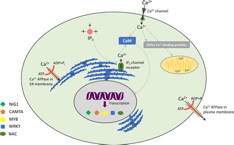 Transduction Du Signal Dans Le Calcium