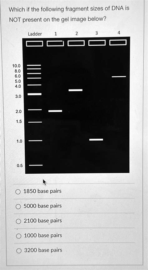 solved which if the following fragment sizes of dna is not present on